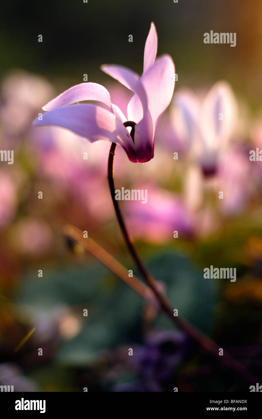 Cyclamen persicum Persian Violets, Israel Spring March 2008 Stock Photo ...