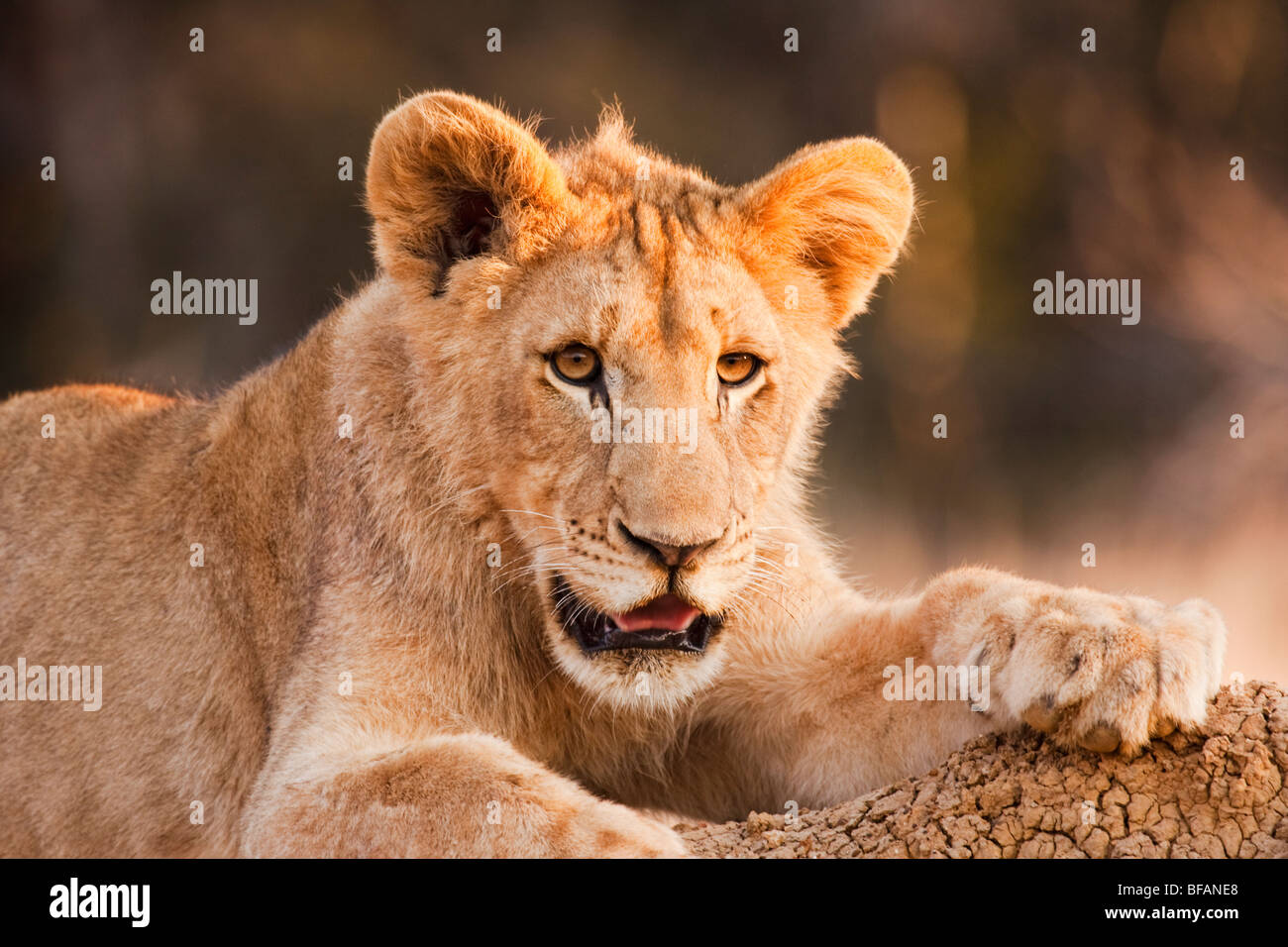 Male Lion Cub At Rest Stock Photo - Alamy