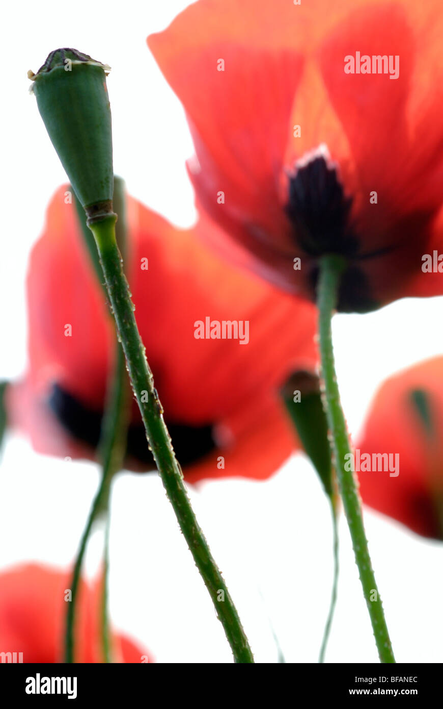 Poppies israel hi-res stock photography and images - Alamy