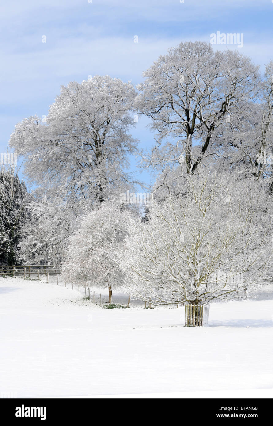Snow covered trees in the Cotswolds Stock Photo - Alamy