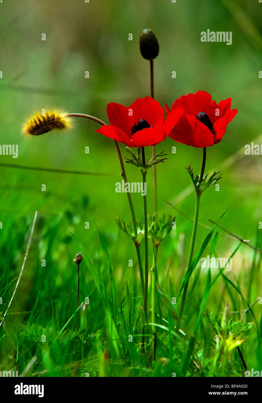 Israel, a field of red poppies Papaver umbonatum Stock Photo - Alamy