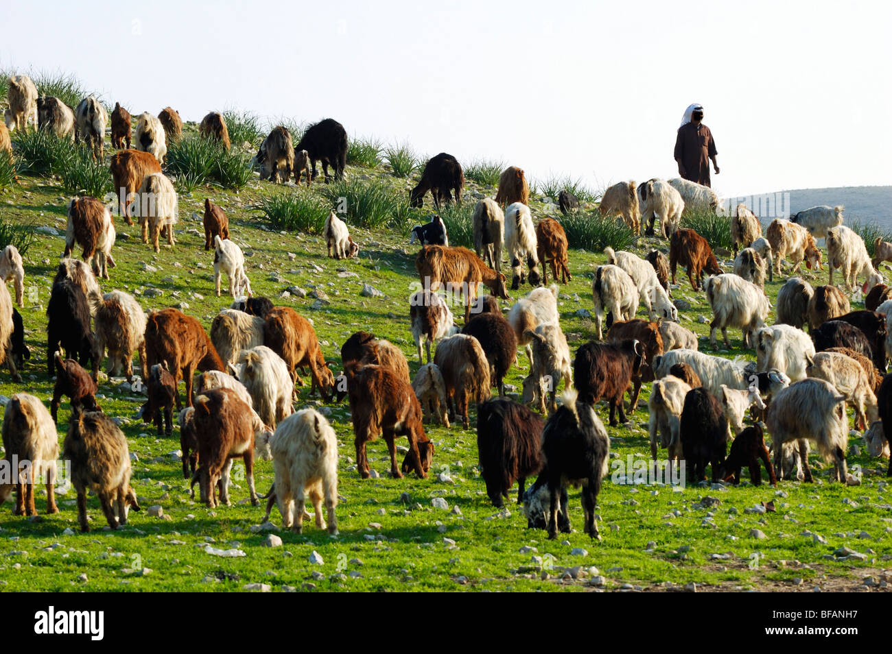 Israel, Negev desert, Bedouin shepherd and his herd of sheep Stock ...