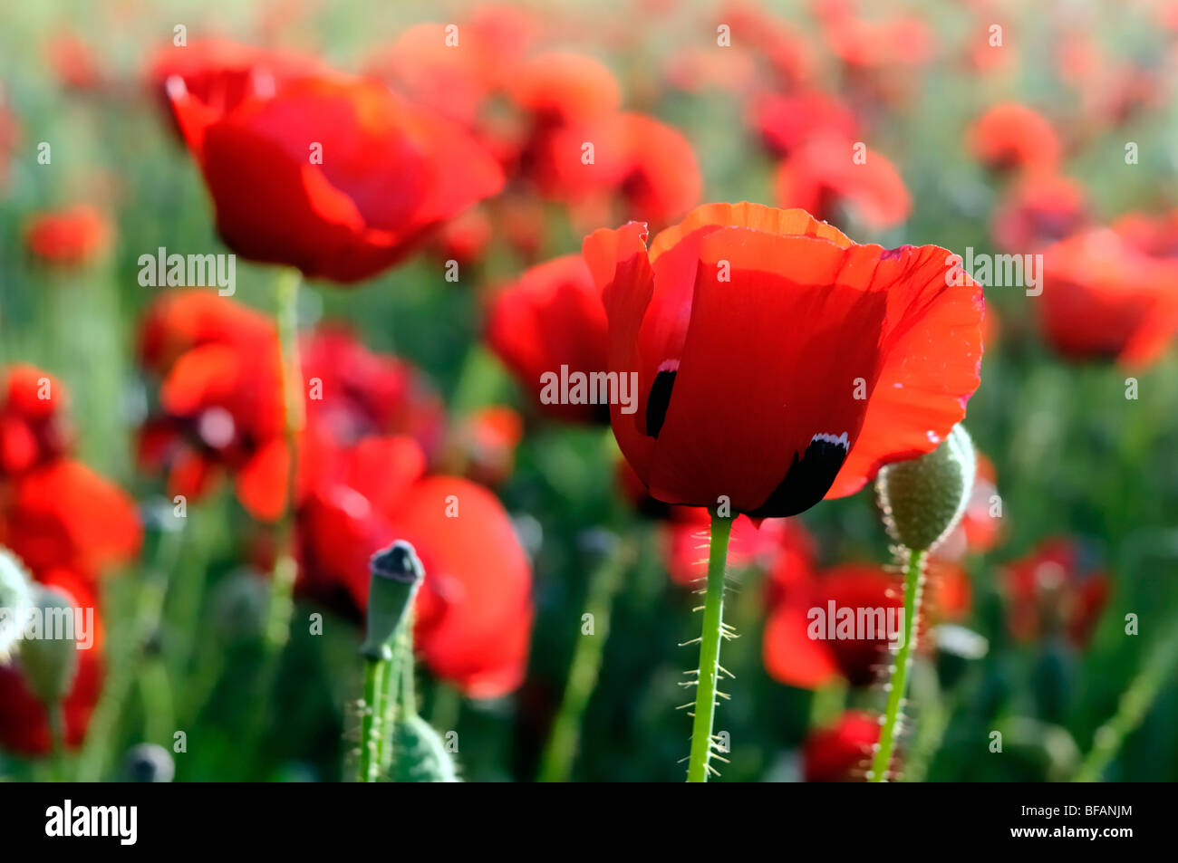 Poppies israel hi-res stock photography and images - Alamy