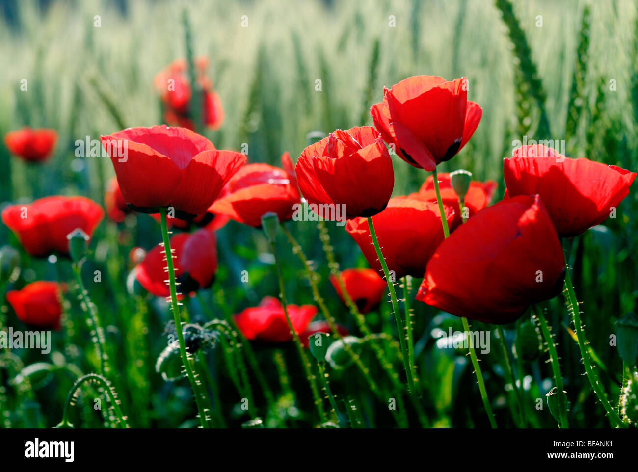 Israel, a field of red poppies Papaver umbonatum Stock Photo - Alamy