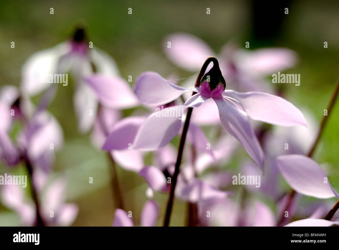 Cyclamen persicum Persian Violets, Israel Spring March 2008 Stock Photo ...