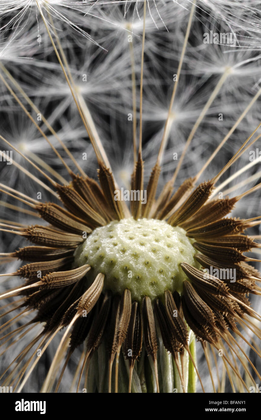Dandelion clock, close up, showing how the seeds connect to the seed ...