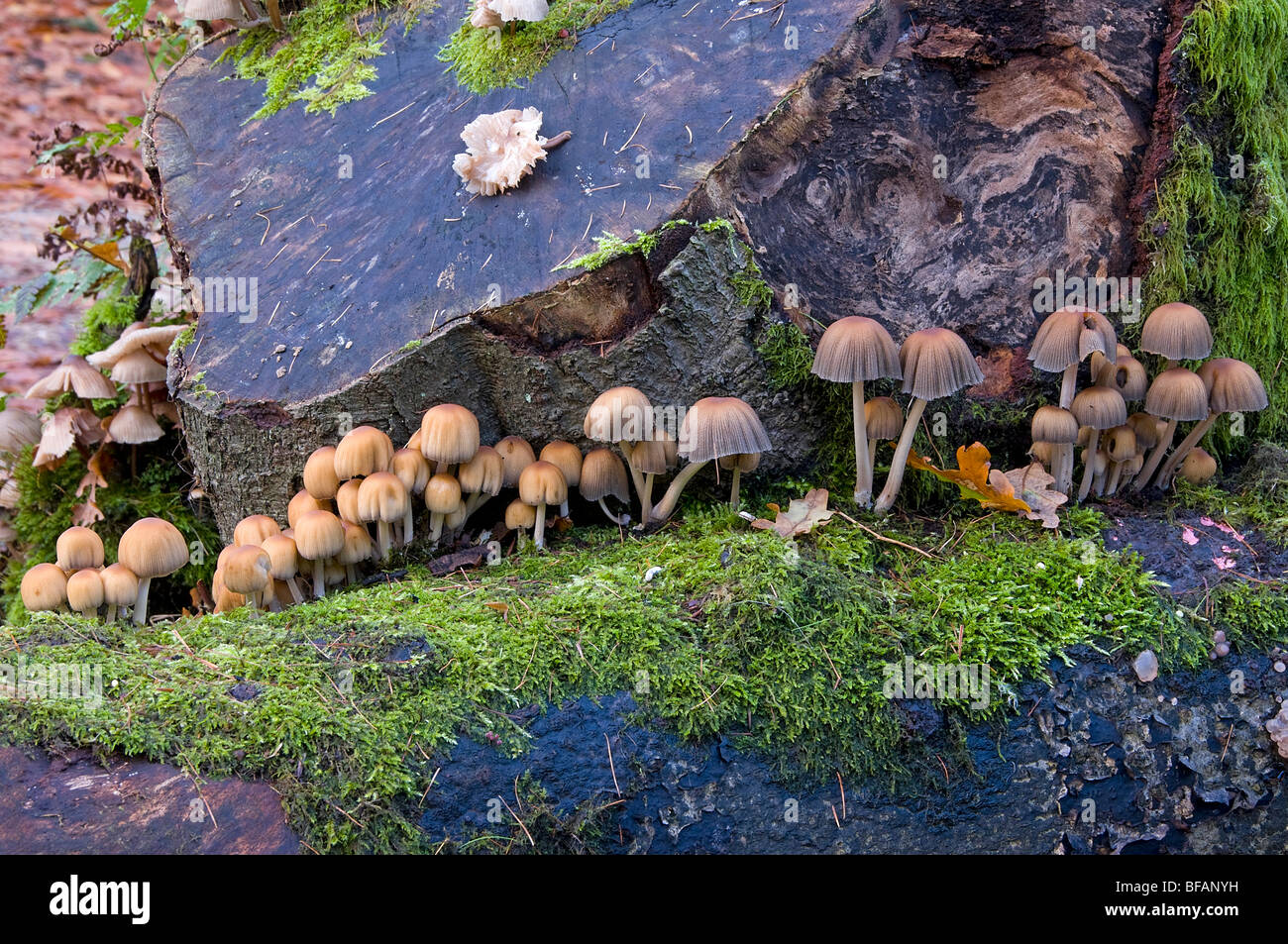 Toadstool fungus spore fungal fungous goblin fairy pixie brownie troll ...