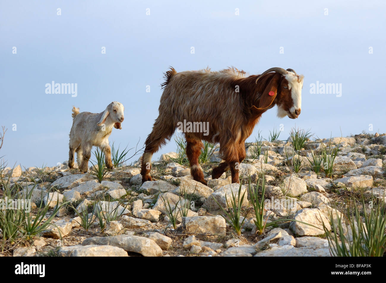 Israel, Negev desert, herd of goats Stock Photo - Alamy