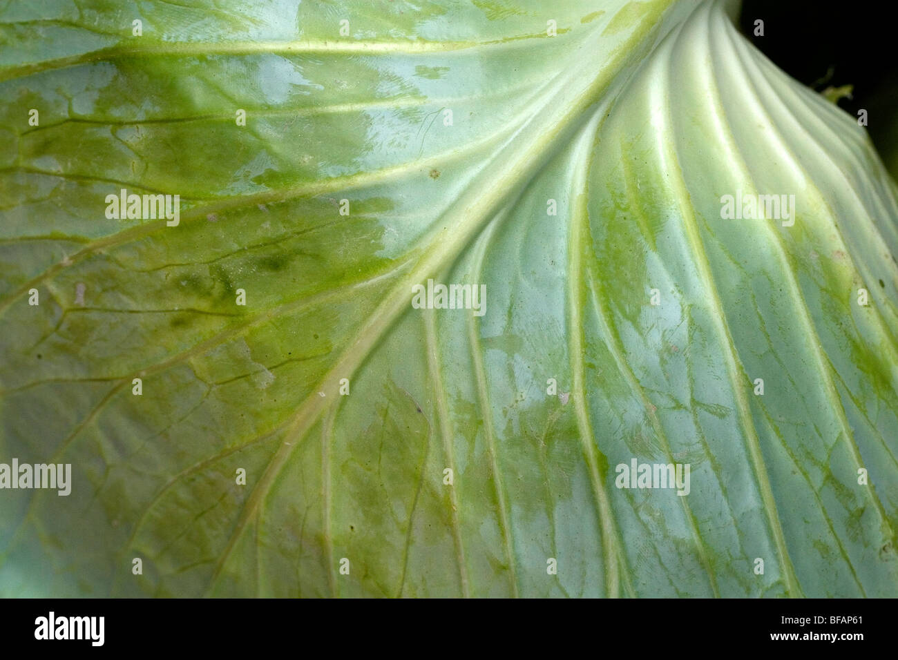 Cabbage cultivar hi-res stock photography and images - Alamy