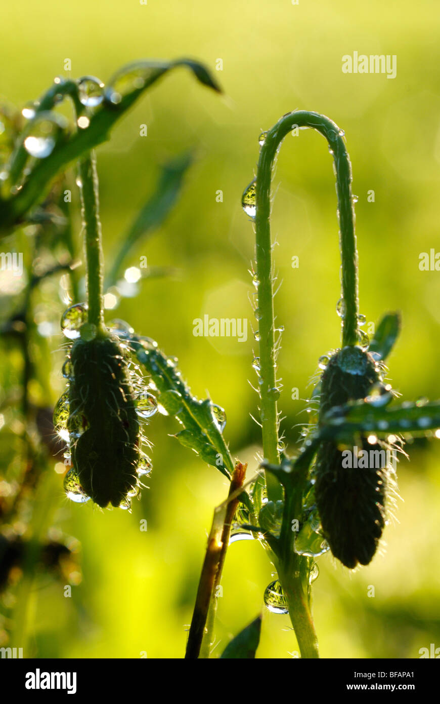 Poppies israel hi-res stock photography and images - Alamy
