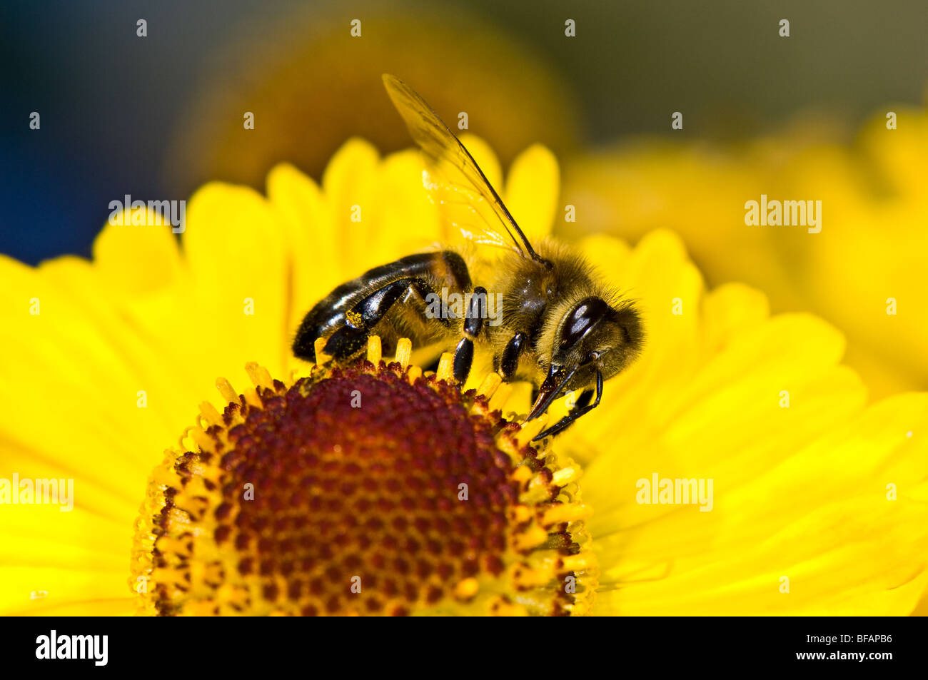 Daisy bee pollinating flower yellow hi-res stock photography and images ...