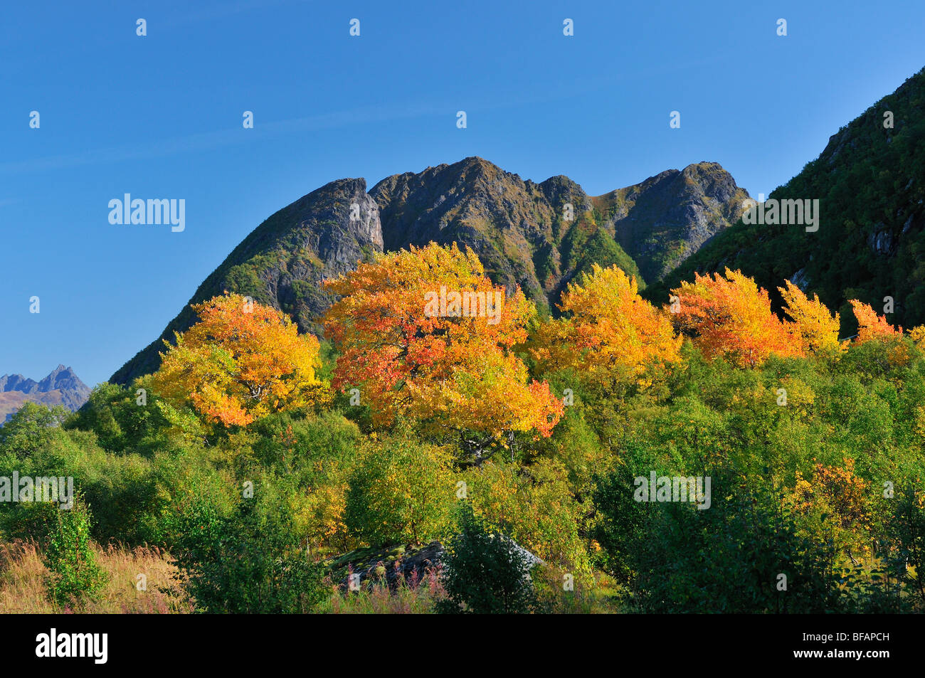 Sparkling bright autumn colours hi-res stock photography and images - Alamy