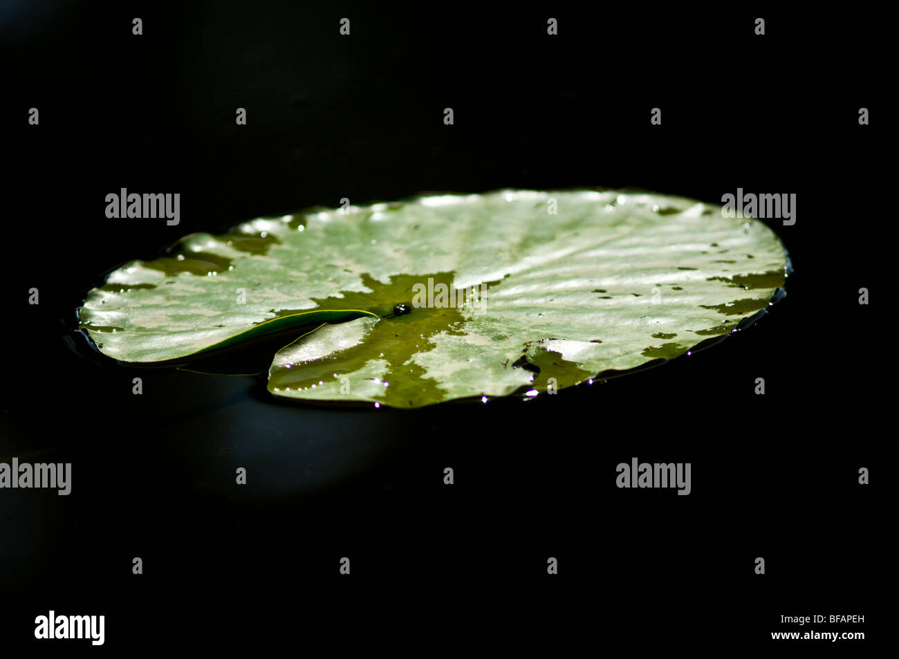 Close-up of a Water lily leaf Stock Photo - Alamy