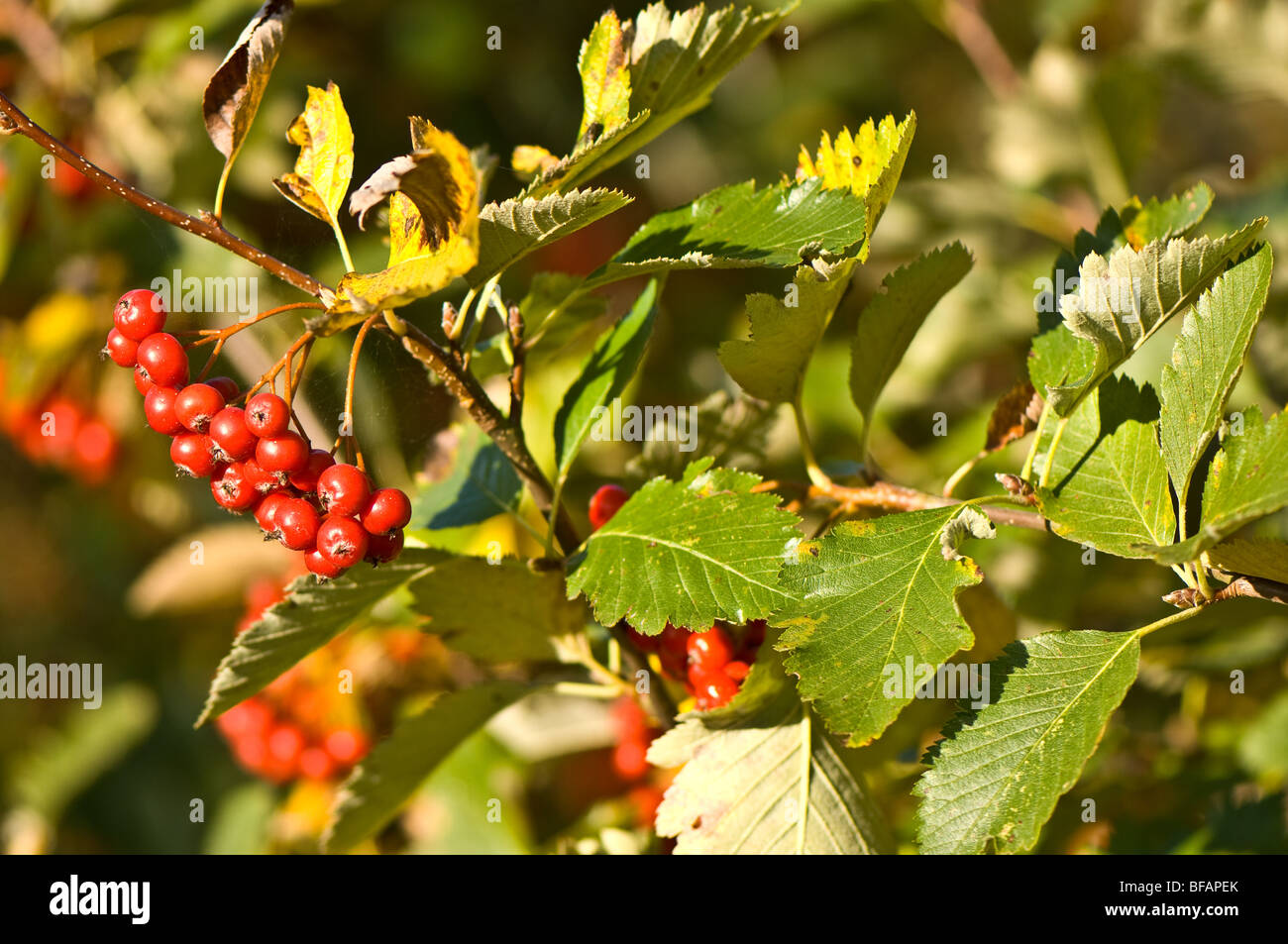 Rowen hi-res stock photography and images - Alamy