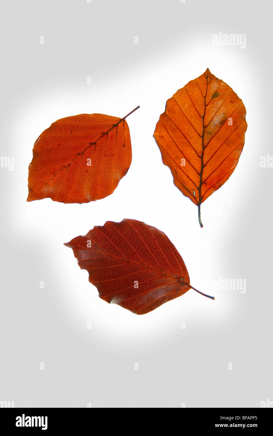 Beech tree leaves isolated hi-res stock photography and images - Alamy