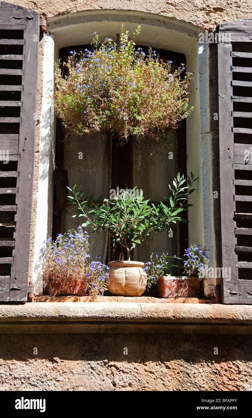 Small olive tree and other plants growing on window ledge,Tourtour ...