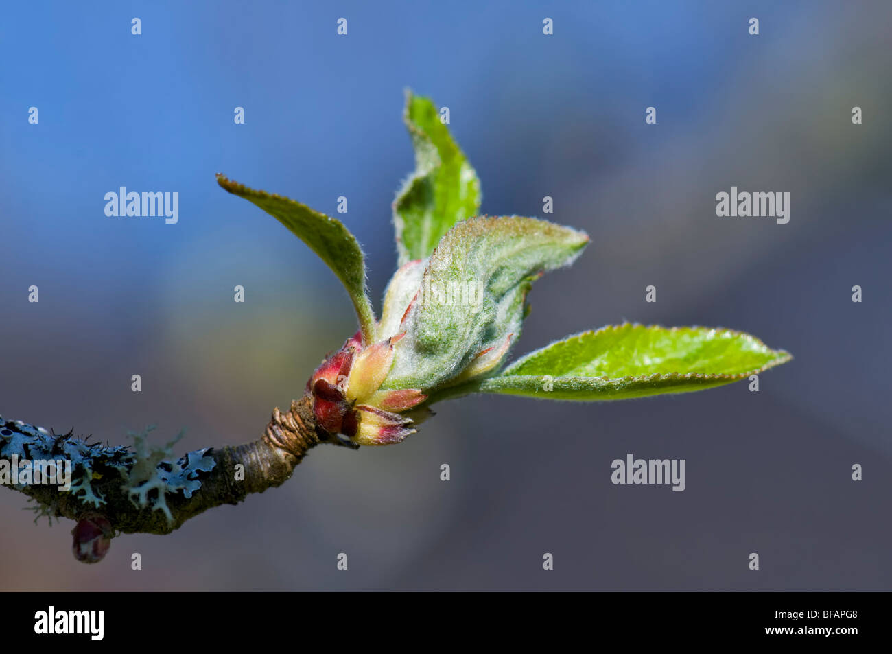 New shoots on apple tree hi-res stock photography and images - Alamy