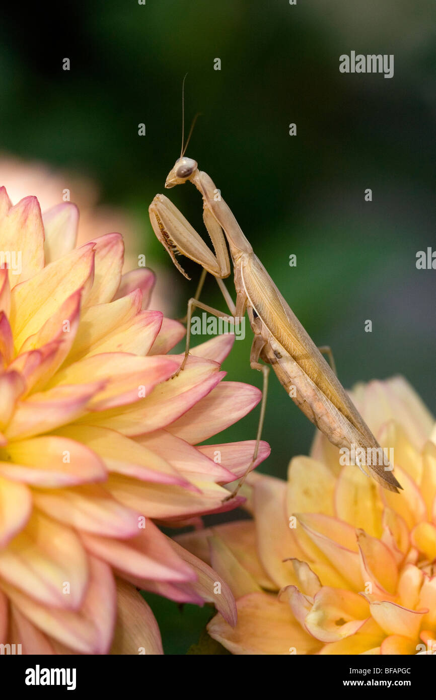 Tan colored praying mantis in Boise, Idaho, USA Stock Photo - Alamy
