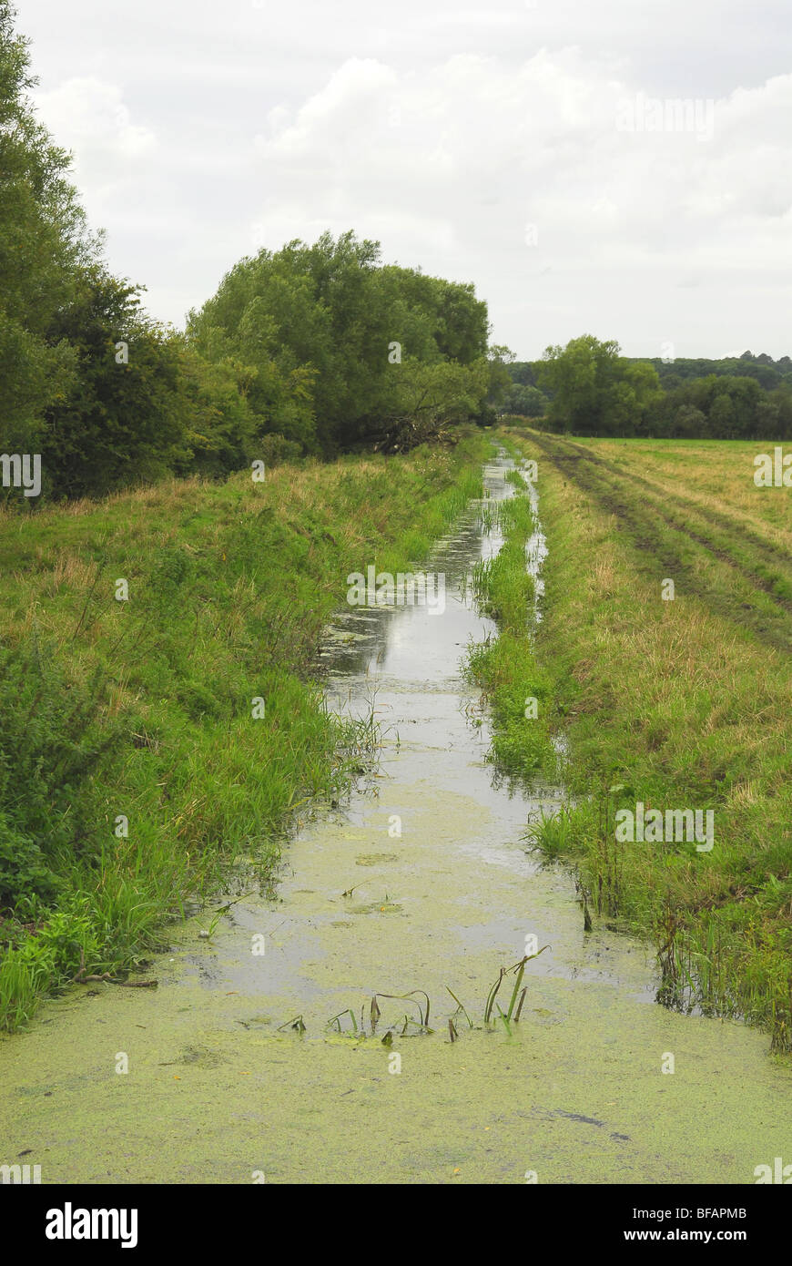 Somerset levels birds hi-res stock photography and images - Alamy