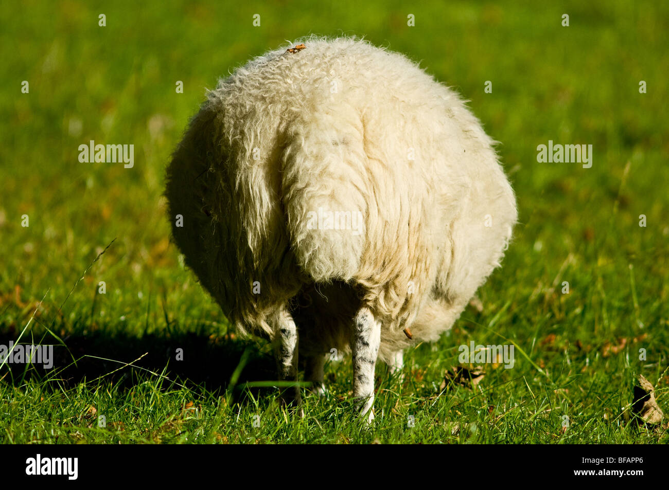 large pregnant ewe Stock Photo - Alamy