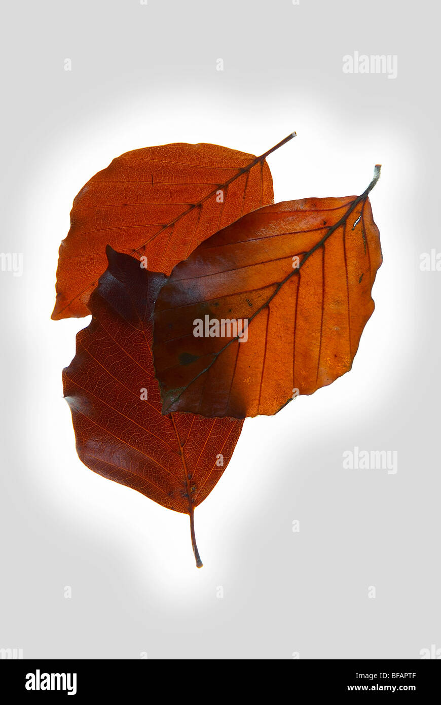 Beech family hi-res stock photography and images - Alamy