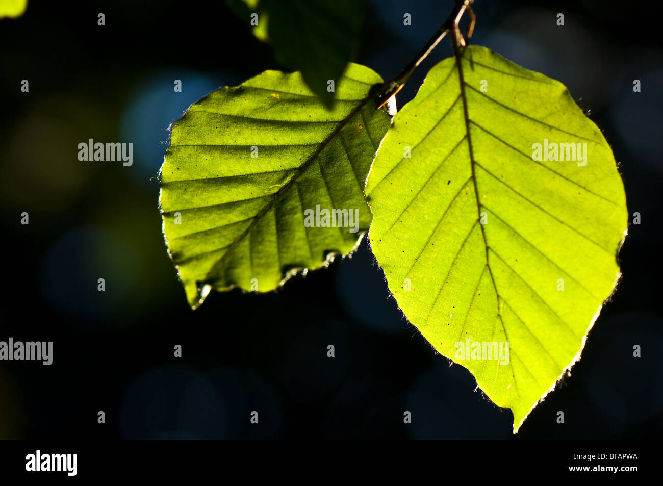 Beech leaves changing their colour in the autumn season Stock Photo - Alamy