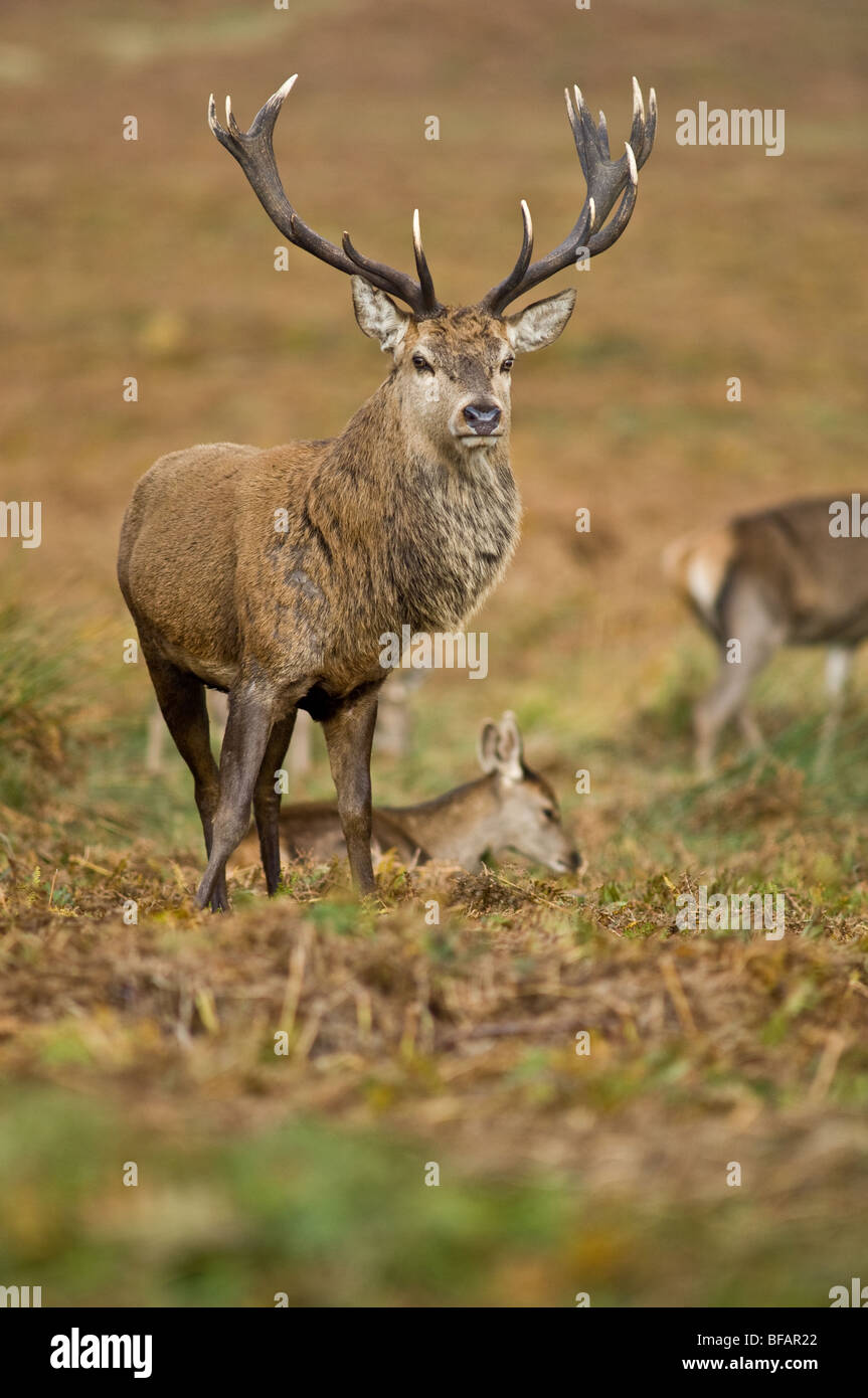 Mature Red Deer during the rutting season Stock Photo - Alamy