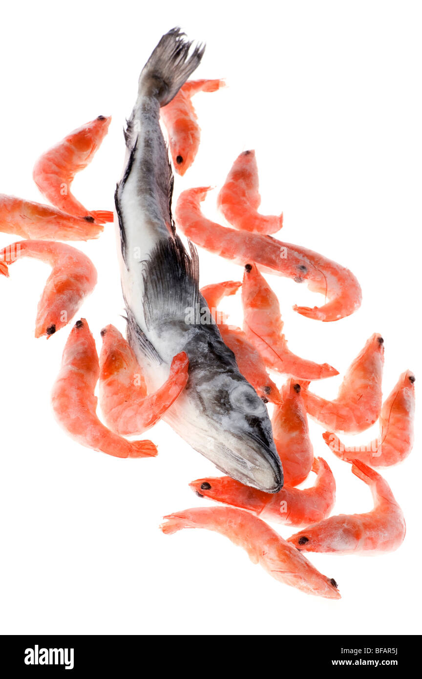 object on white - fish and shrimp close up Stock Photo - Alamy