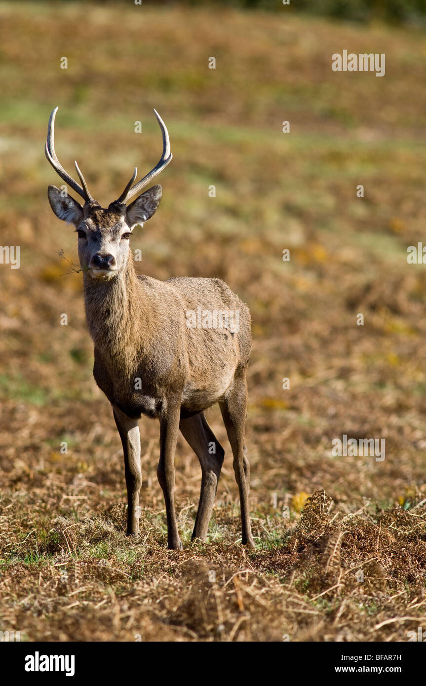 Male Red deer rest during the rutting season Stock Photo - Alamy