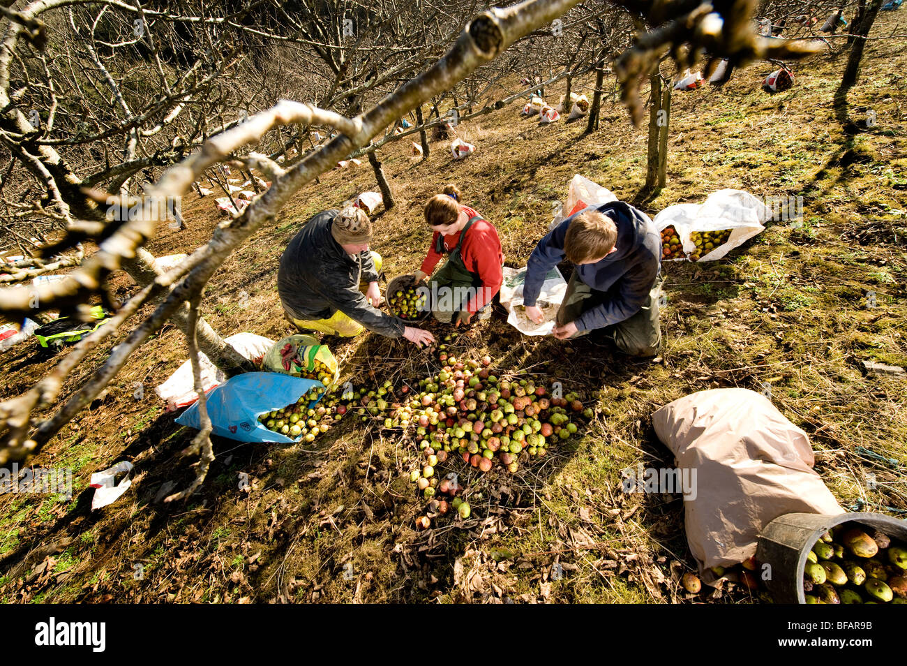 Rotten apples in barrel hi-res stock photography and images - Alamy