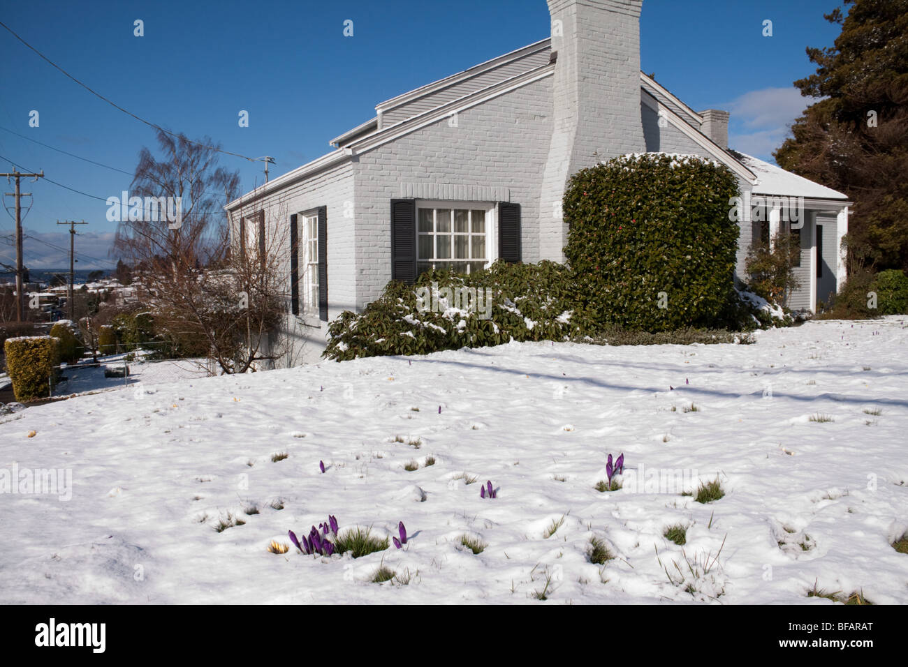 Crocus lawn hi-res stock photography and images - Alamy