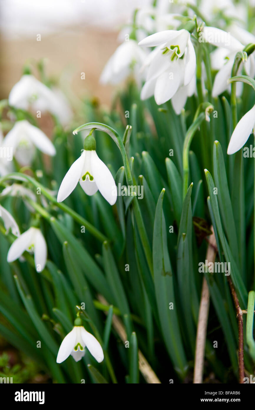 Group of snowdrops in early spring Stock Photo - Alamy