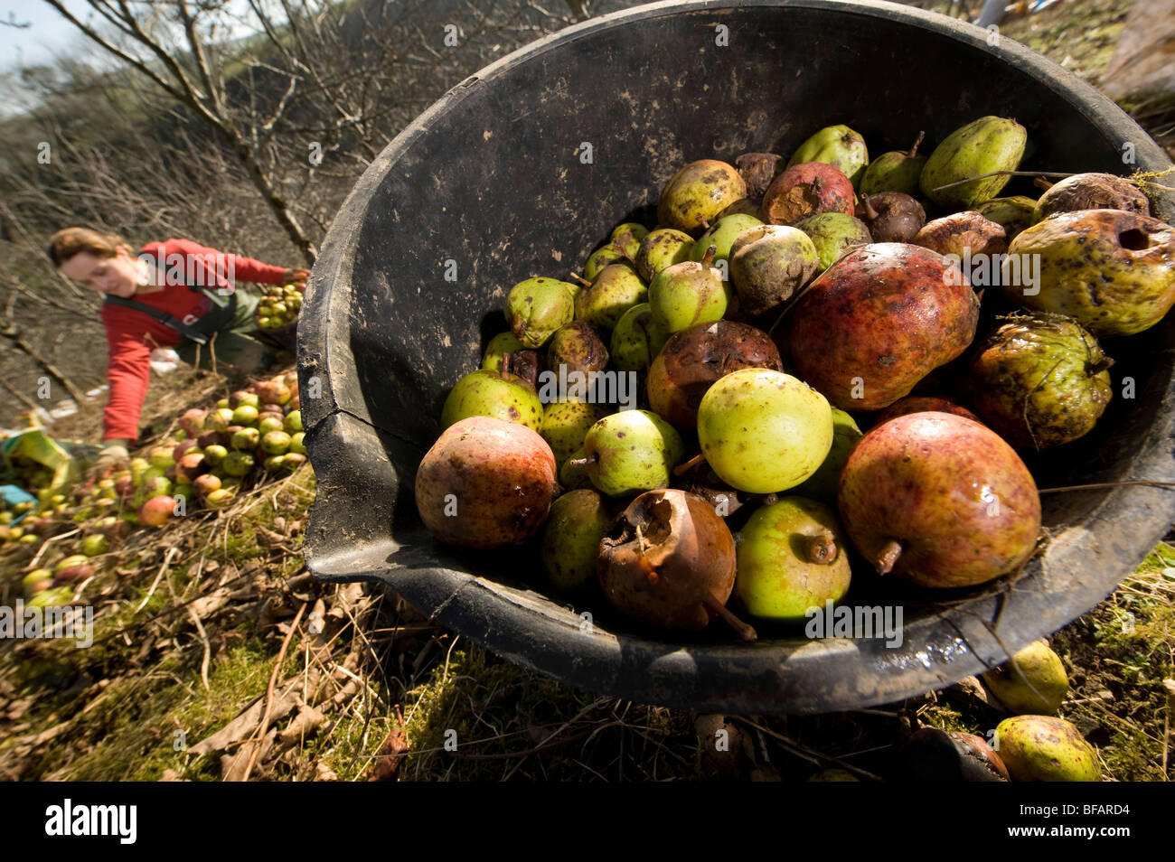Rotten apples in barrel hi-res stock photography and images - Alamy