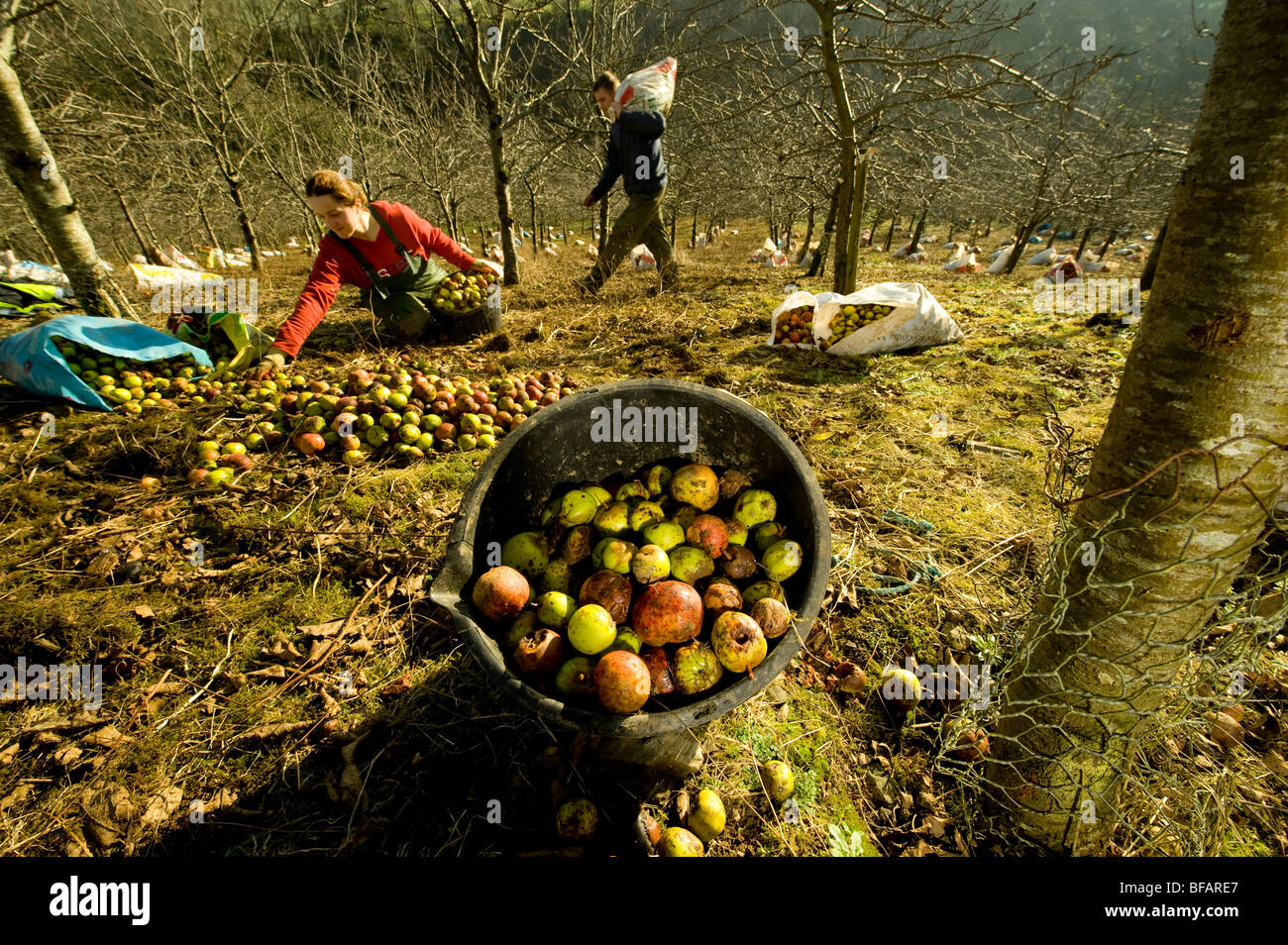 Rotten apples in barrel hi-res stock photography and images - Alamy