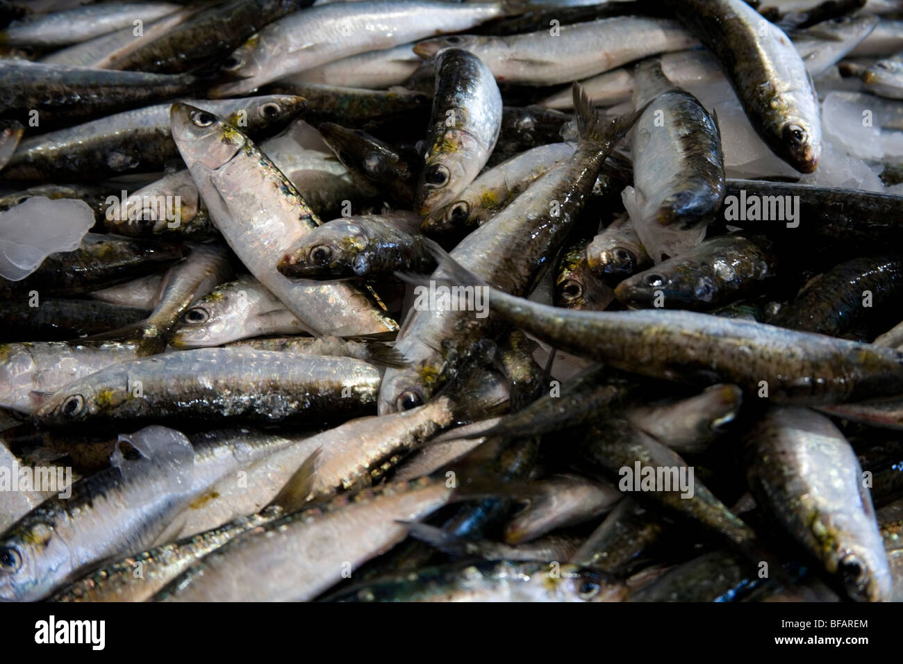 Fresh sardines in indoor fish market Stock Photo - Alamy