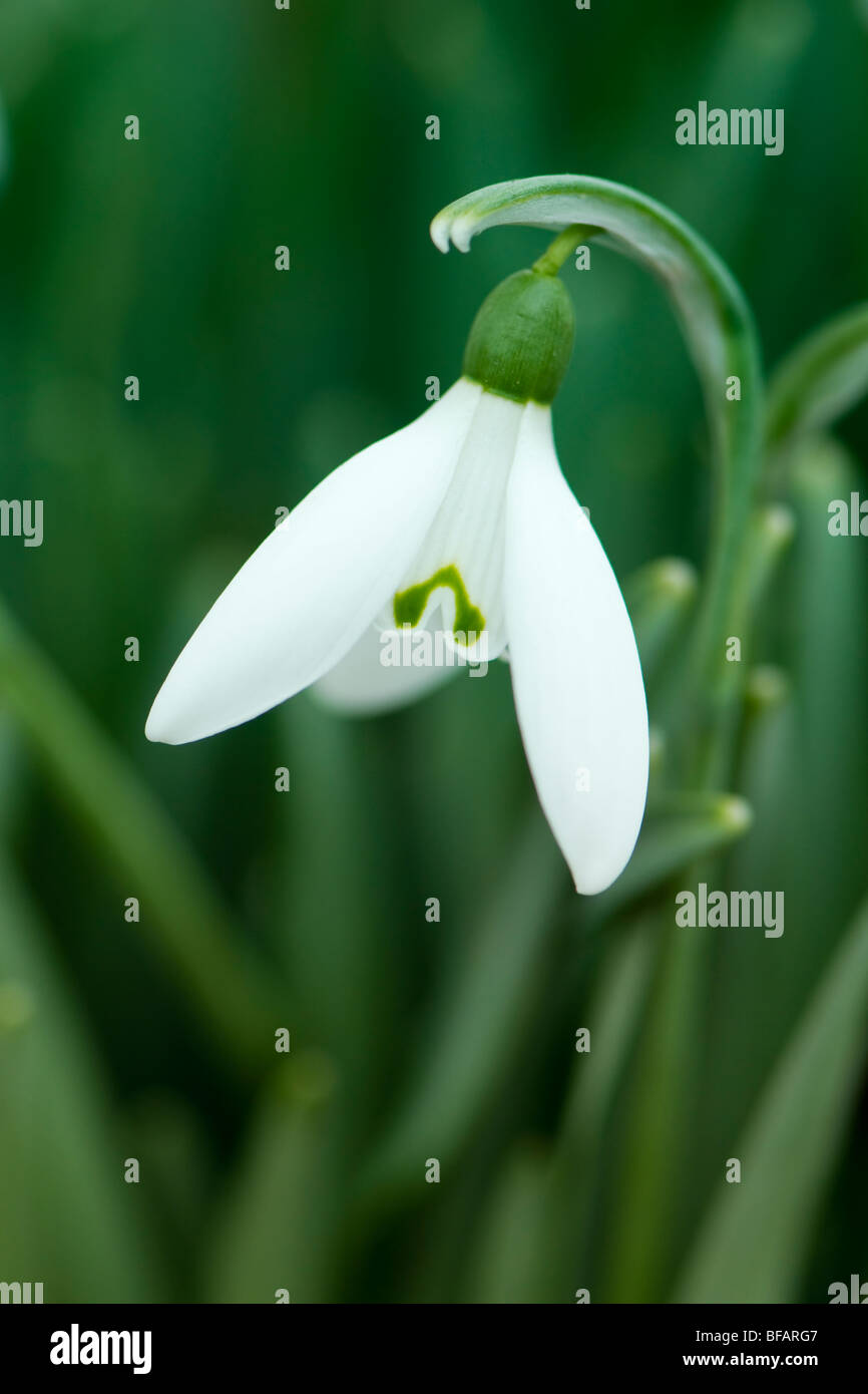 Snowdrop High Resolution Stock Photography and Images - Alamy