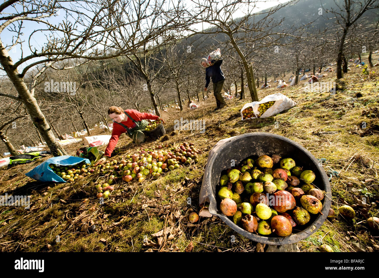 Rotten apples in barrel hi-res stock photography and images - Alamy