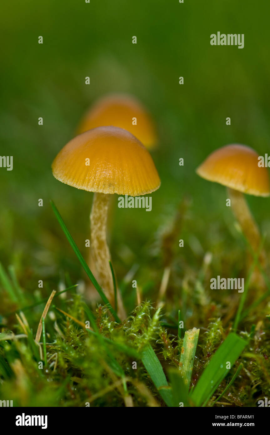 Wax cap fungi hi-res stock photography and images - Alamy