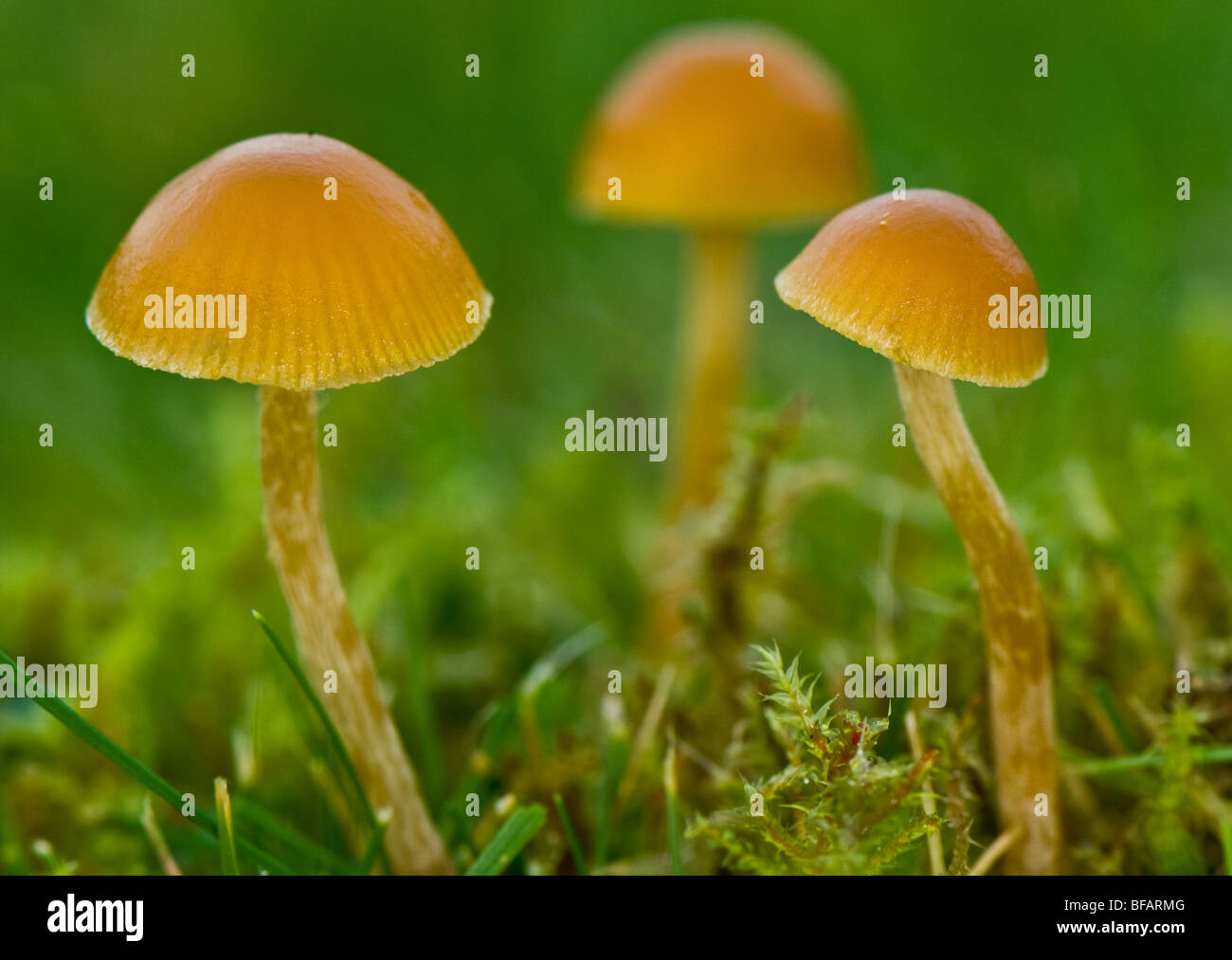 Wax cap fungi hi-res stock photography and images - Alamy