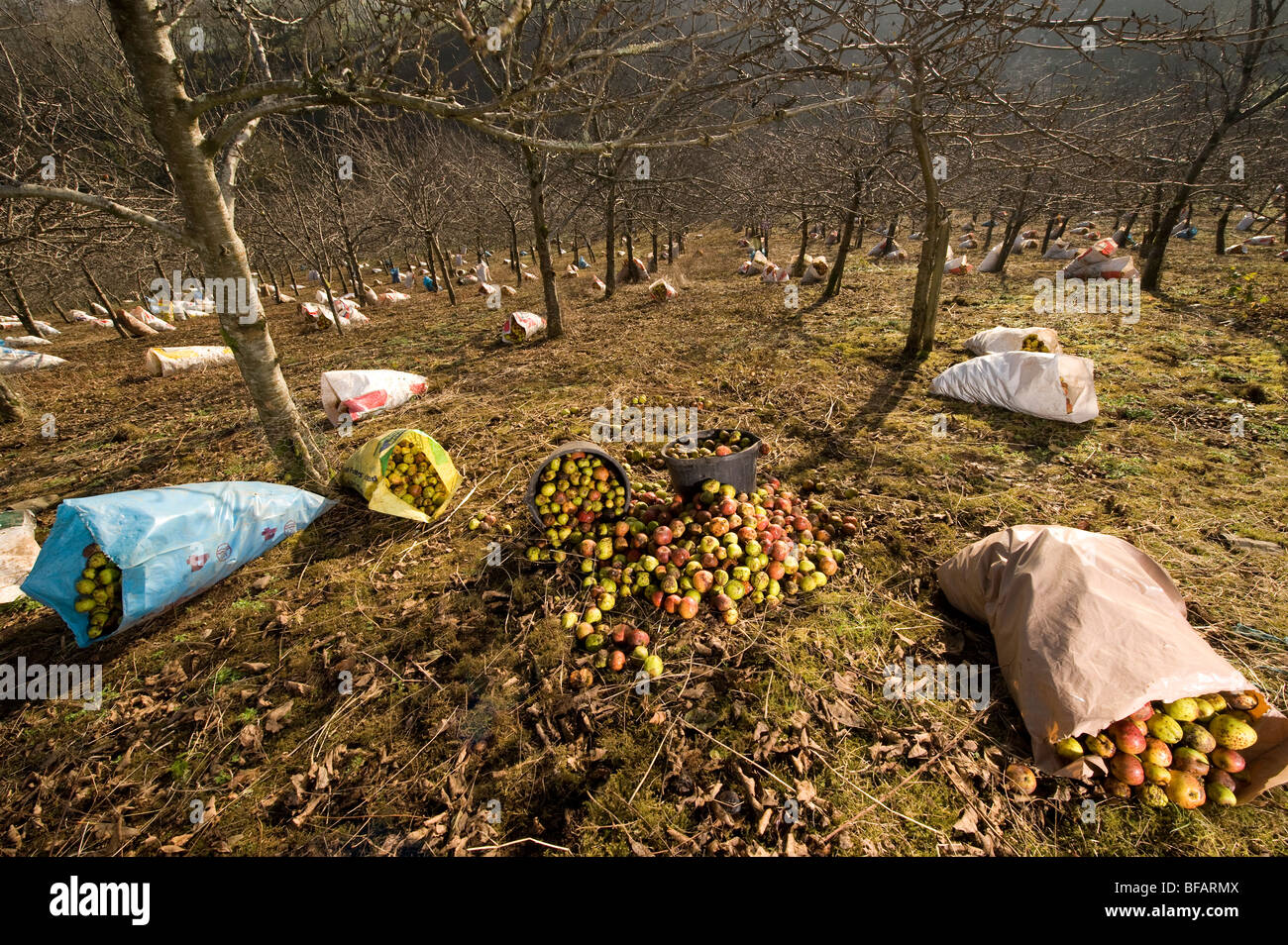 Apple picking in devon orchard hi-res stock photography and images - Alamy