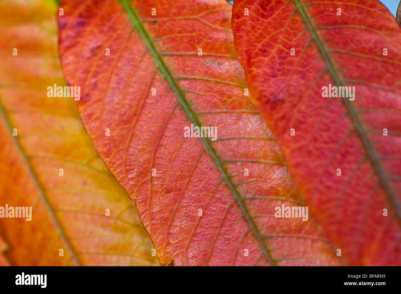 The autumn coloured leaves of a Stag`s horn sumach plant Stock Photo ...