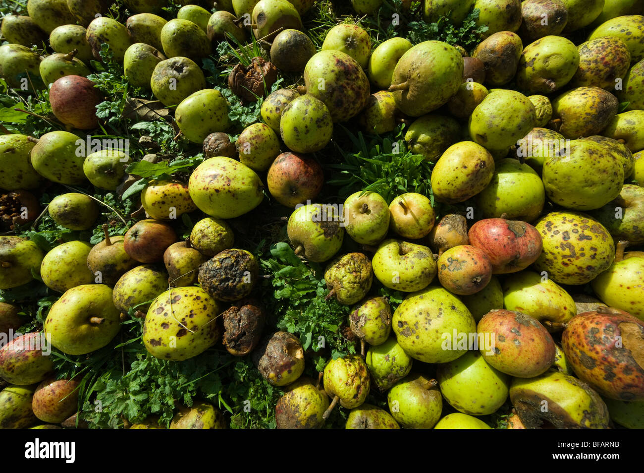 Pickers gather the last of the apple harvest at a traditional cider ...