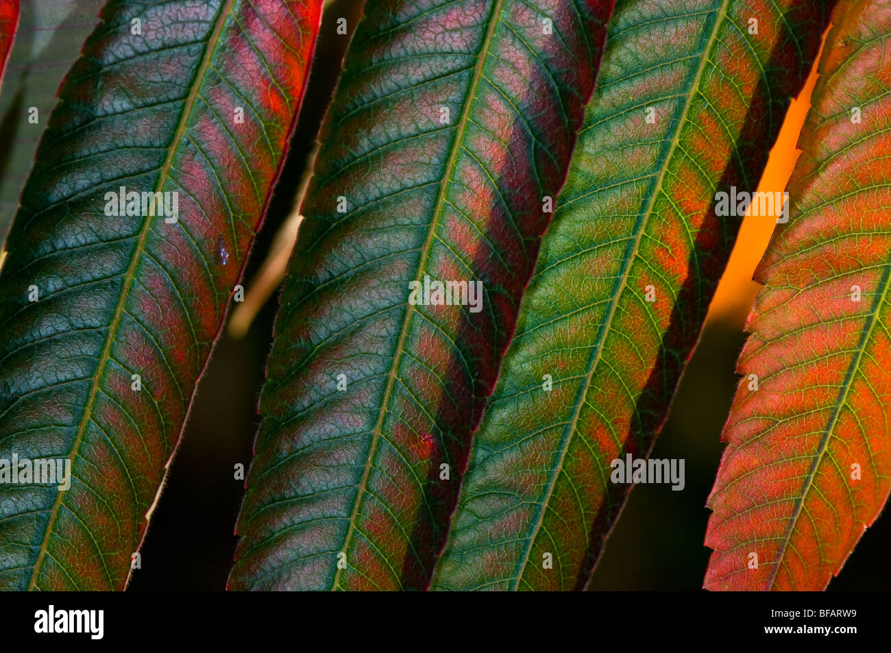 Stags horn sumach leaves hi-res stock photography and images - Alamy