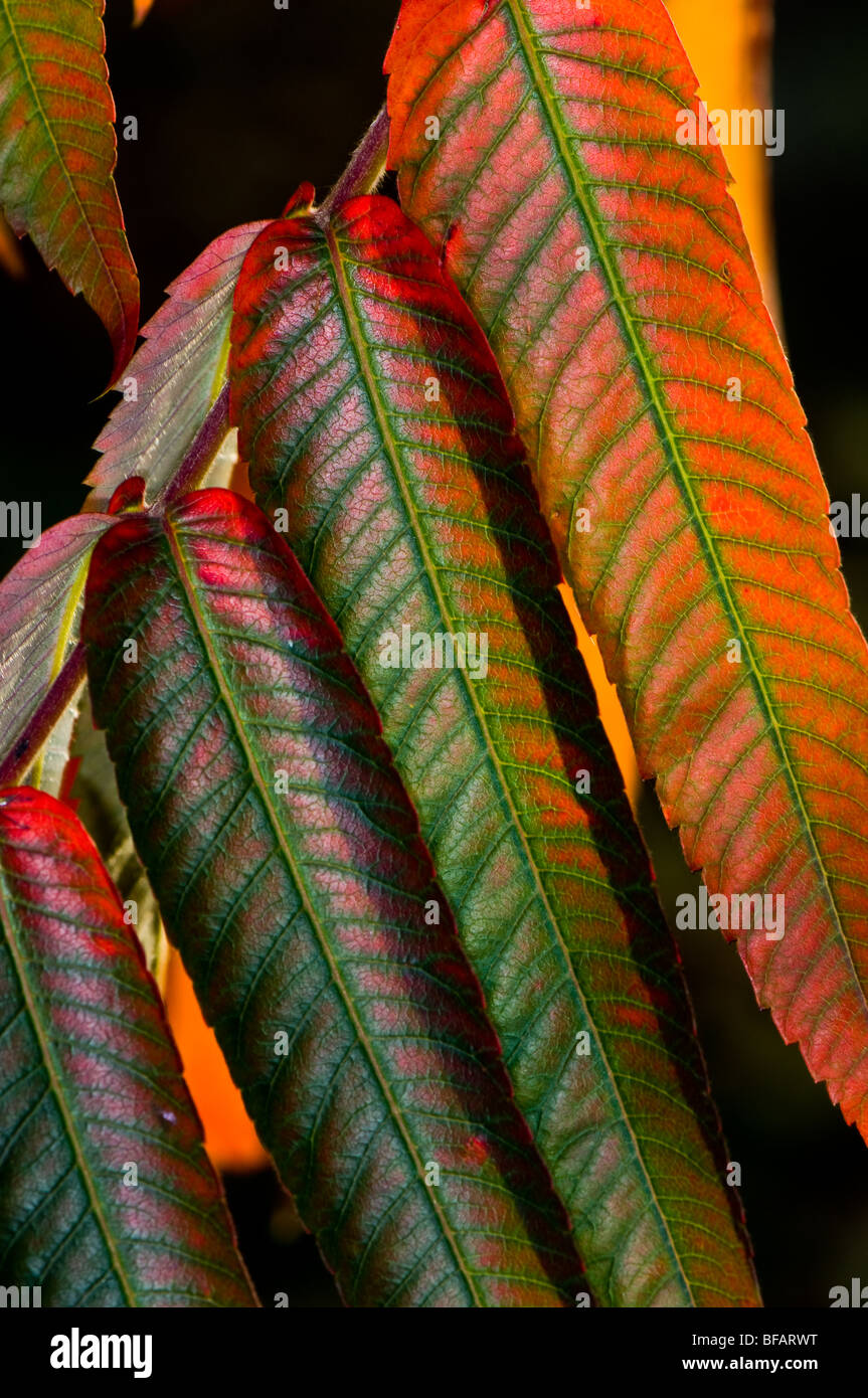 The autumn coloured leaves of a Stag`s horn sumach plant Stock Photo ...