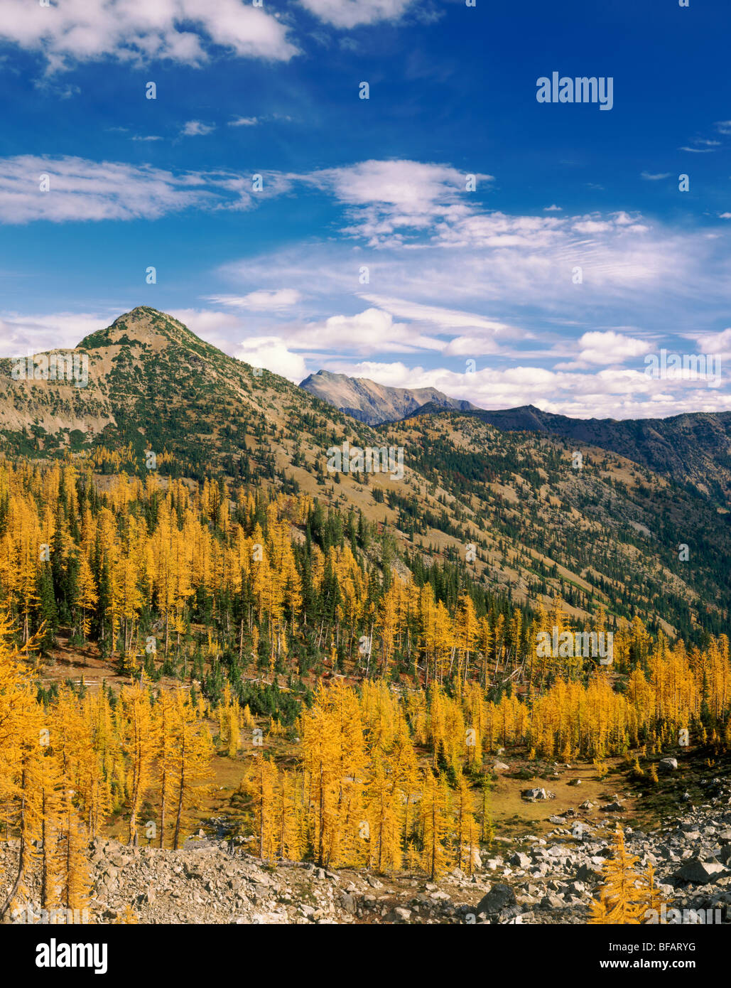 Groves of Subalpine Larch (Larix lyallii) on the northern section of ...