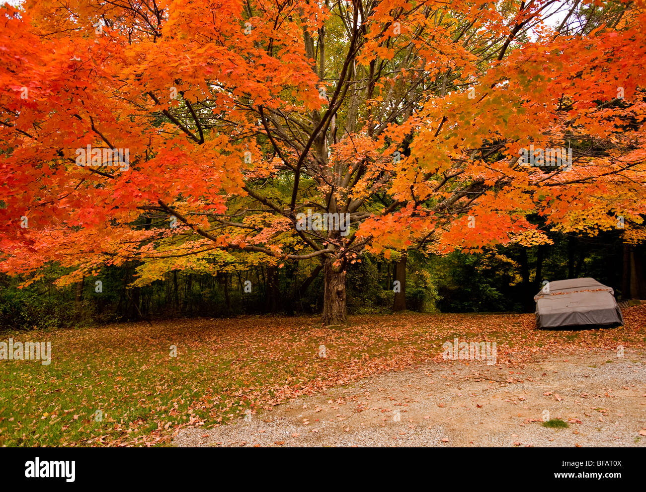 driveway and large tree autumn season Stock Photo - Alamy