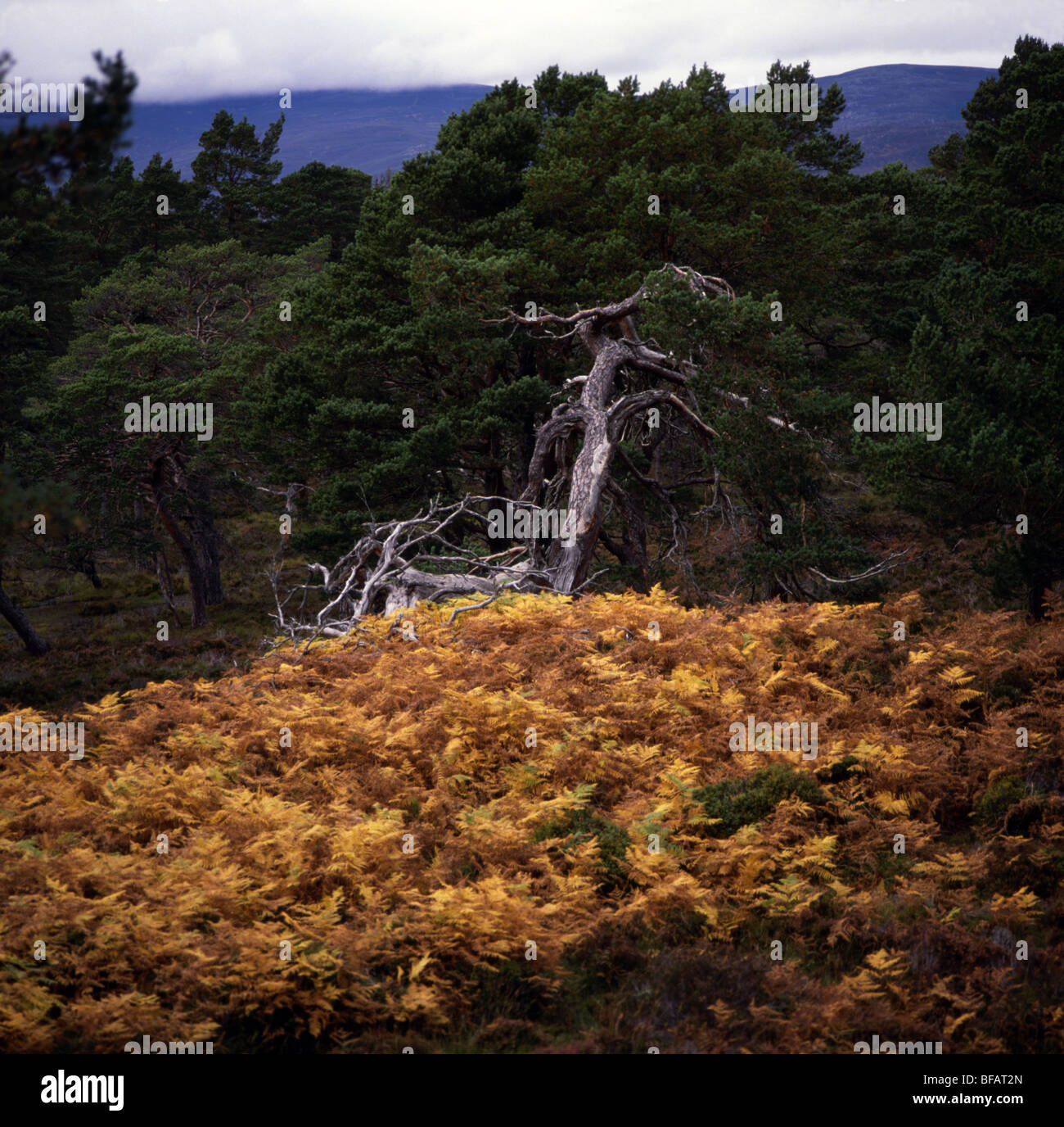 Scots Pine Glenmore Forest Park Loch Morlich Cairngorms National Park ...
