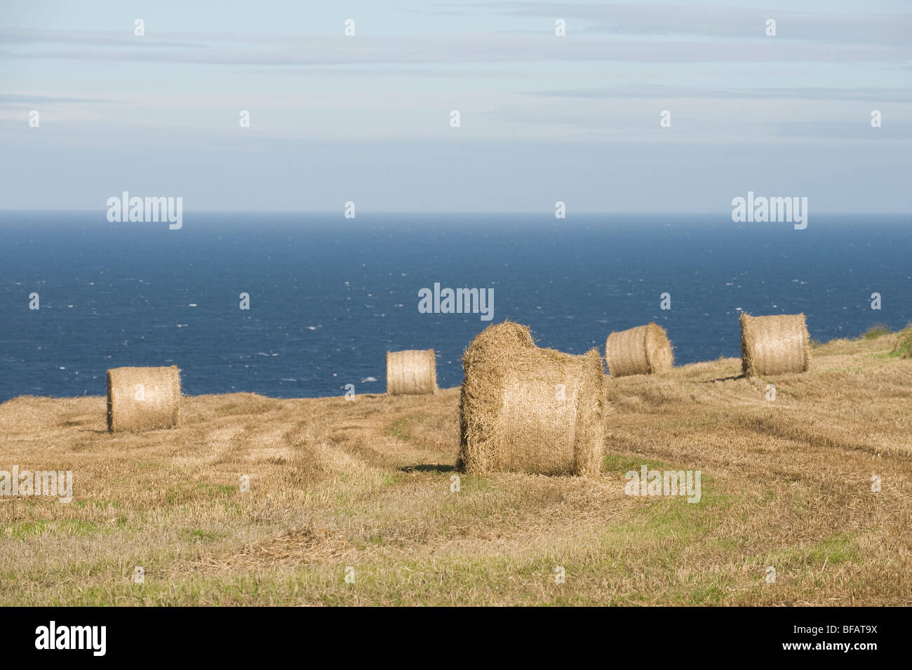 Baling straw after cereal harvest. Above Gardenstown, Scotland, UK ...