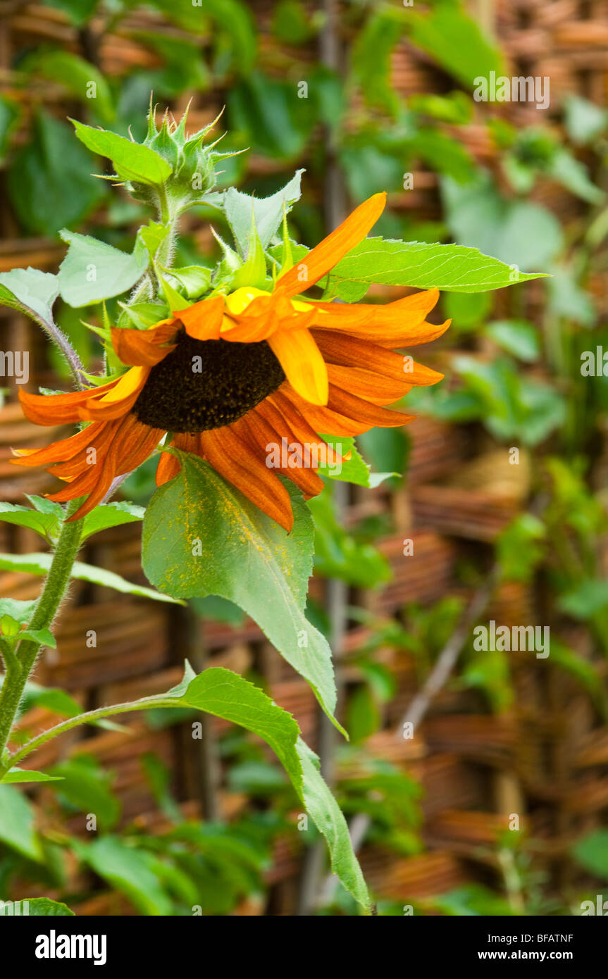 Sunlower hi-res stock photography and images - Alamy