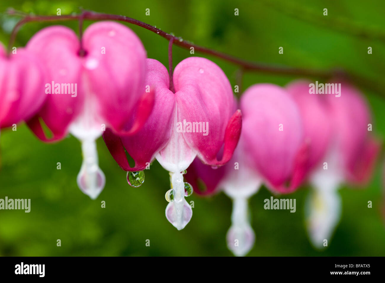Close up heart bleeding hi-res stock photography and images - Alamy